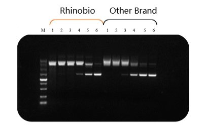 mRNA raw material enzyme || Bsa I - Company News - 苏州瑞特佰生物科技有限公司