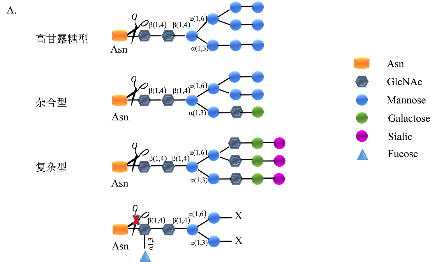 PNGase F（Glycerol-free） - 糖生物学系列 - 苏州瑞特佰生物科技有限公司