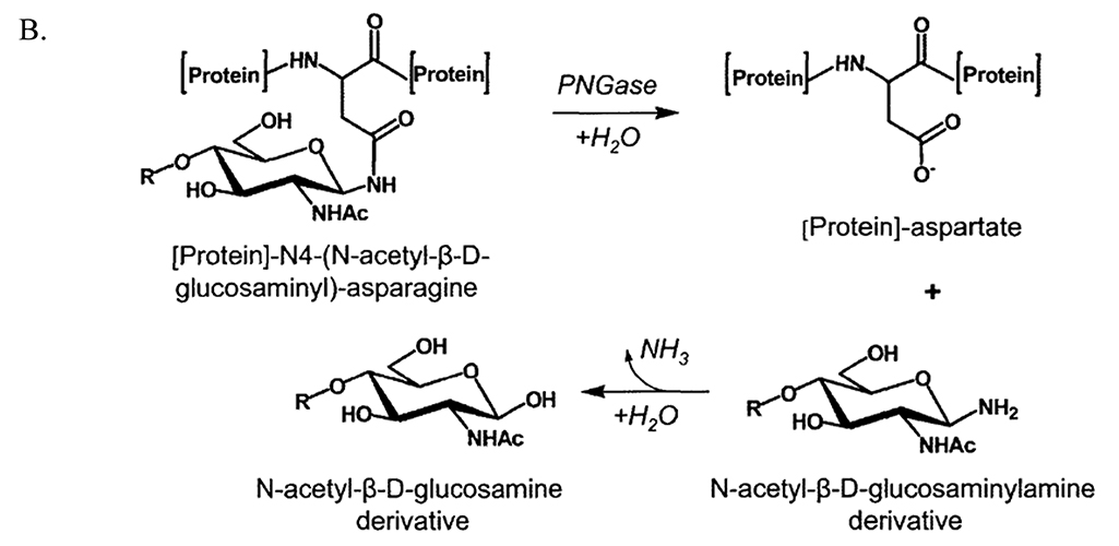 PNGase F（Glycerol-free） - 抗体理化分析工具酶 - 苏州瑞特佰生物科技有限公司