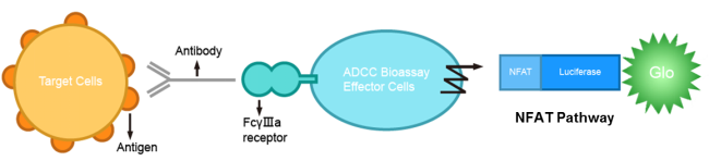 ADCC Reporter Bioassay, Complete Kit (Raji) - 生物活性检测 - 苏州瑞特佰生物科技有限公司