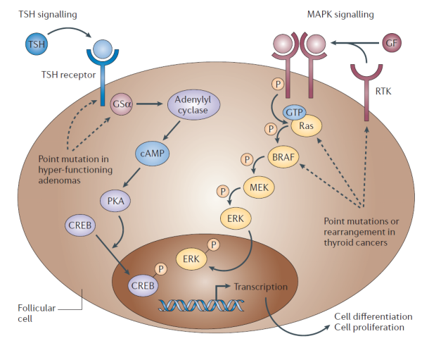 TSHR Reporter Bioassay - 生物学活性检测系列 - 苏州瑞特佰生物科技有限公司