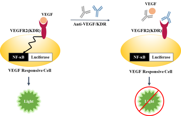VEGF Reporter Bioassay - 功能细胞株 - 苏州瑞特佰生物科技有限公司