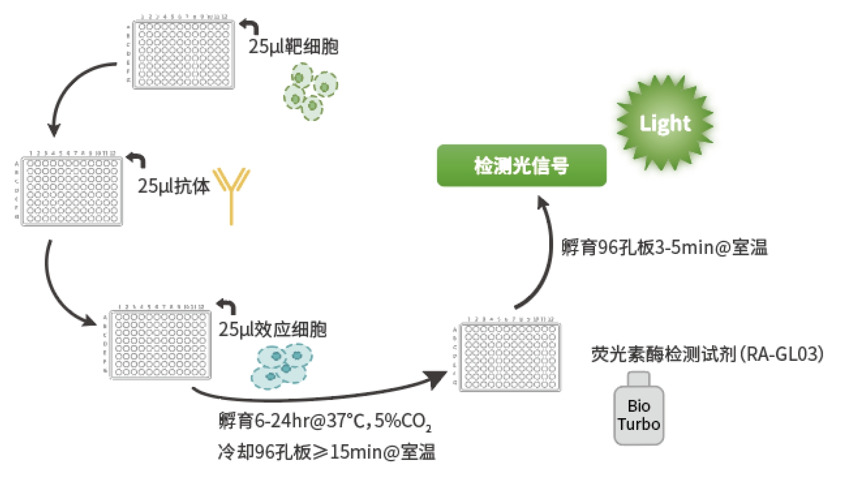 ADCC Reporter Bioassay, Core Kit - 生物学活性检测系列 - 苏州瑞特佰生物科技有限公司